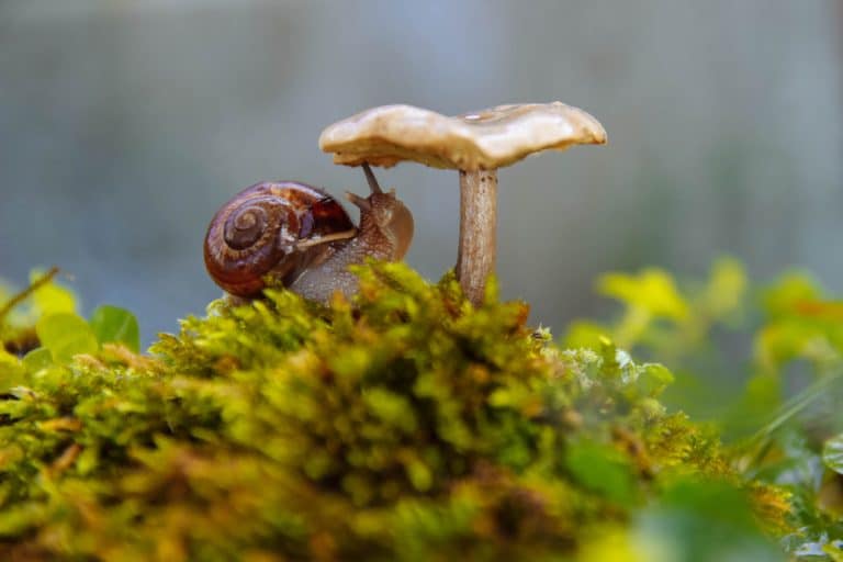 What Do Snails Eat? | Snail Diet In The Garden | Gardenia Organic