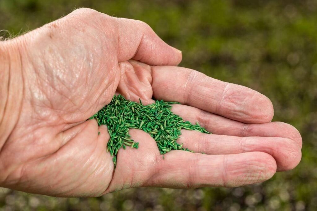 What Are Coated Grass Seeds? (Will Birds Eat Them?) - Gardenia Organic