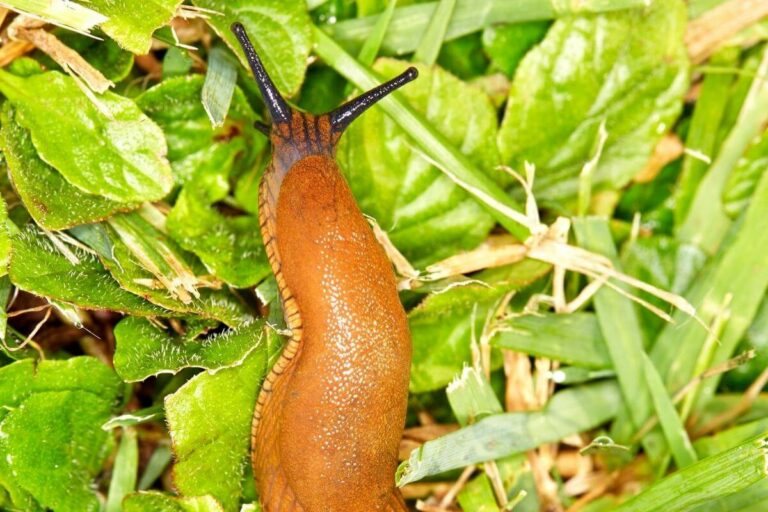 Do Slugs Bite? Do They Have Teeth? - Gardenia Organic