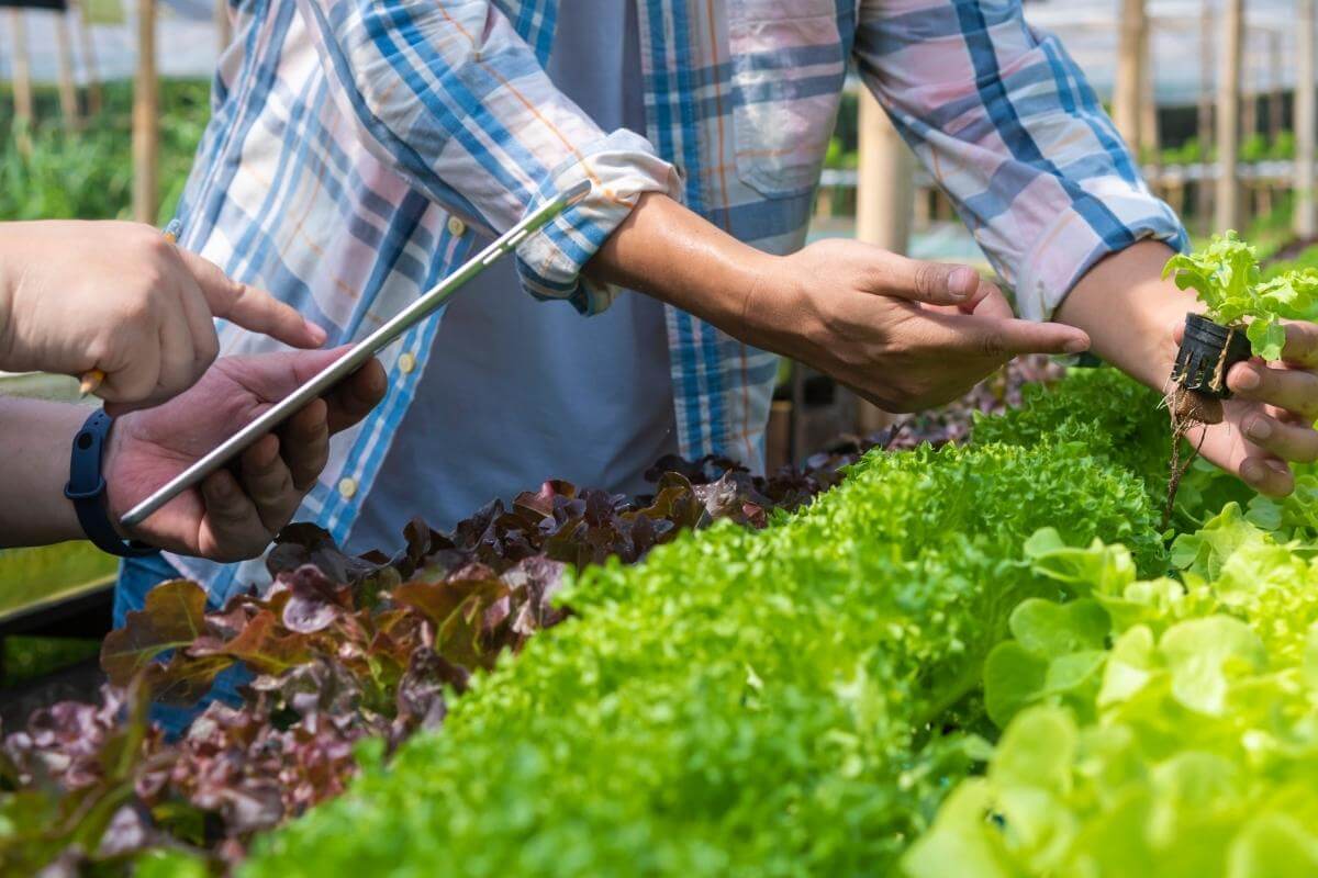 7 Tips for Growing Hydroponic Basil Quickly - Gardenia Organic