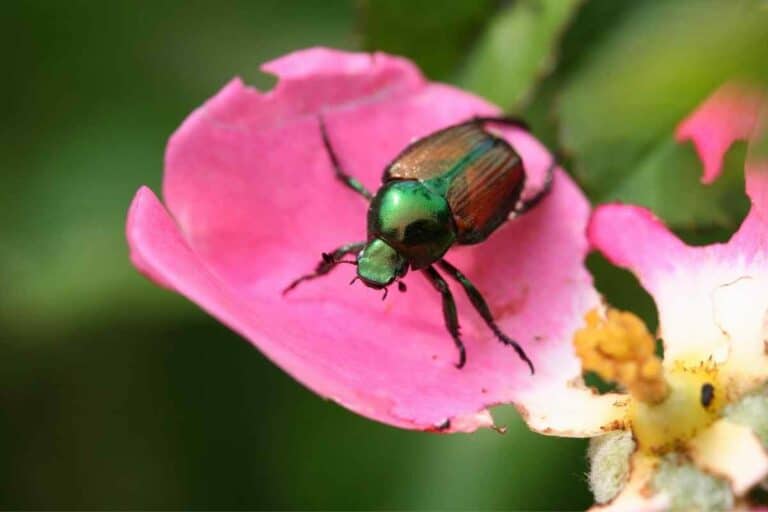 Japanese Beetles – A Gardener’s Guide - Gardenia Organic