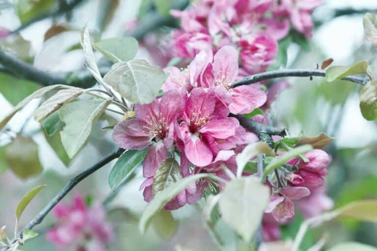 5 Small Trees with Non-invasive Roots - Gardenia Organic