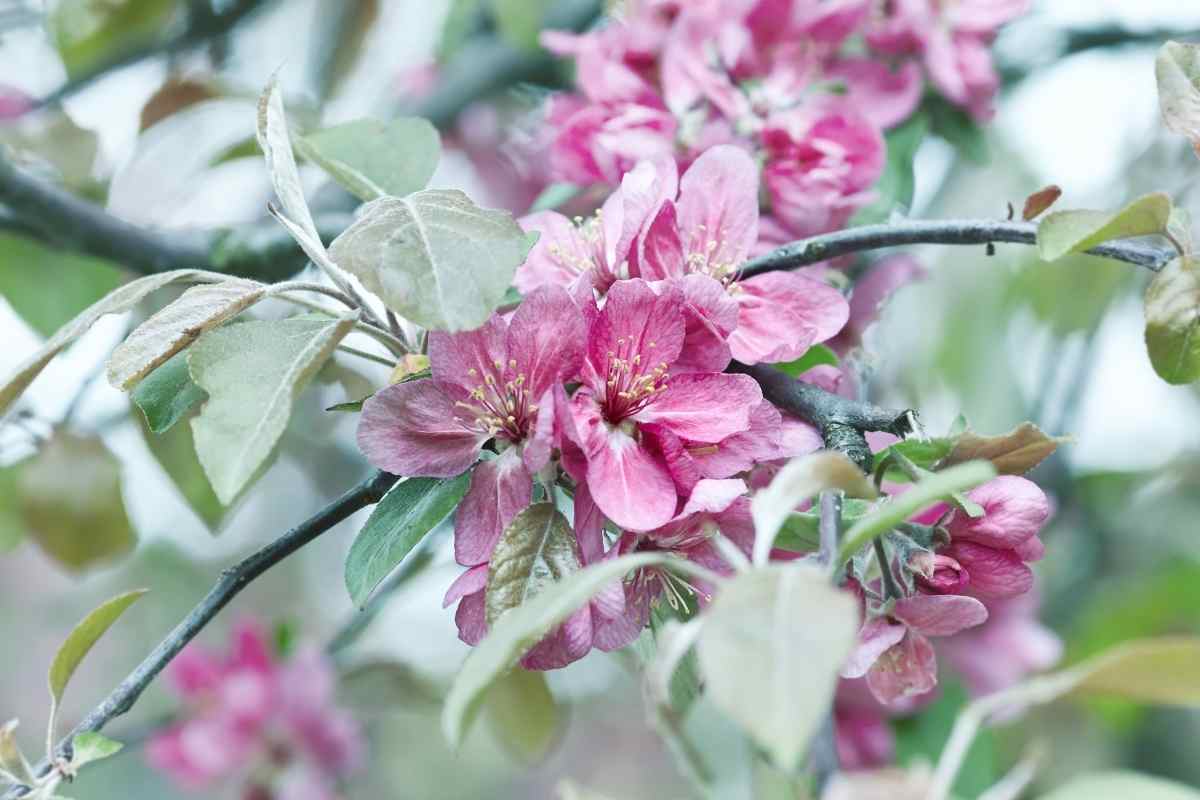 5 Small Trees with Non-invasive Roots - Gardenia Organic