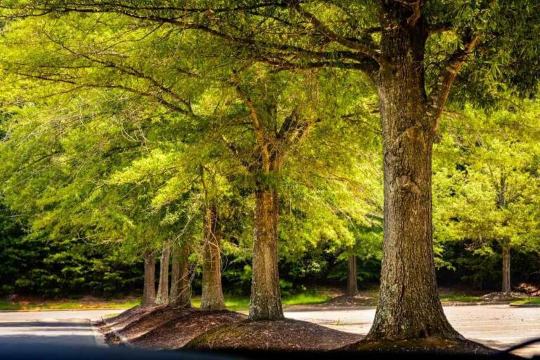 Oak Tree Growth Rate Guide (With Chart) - Gardenia Organic