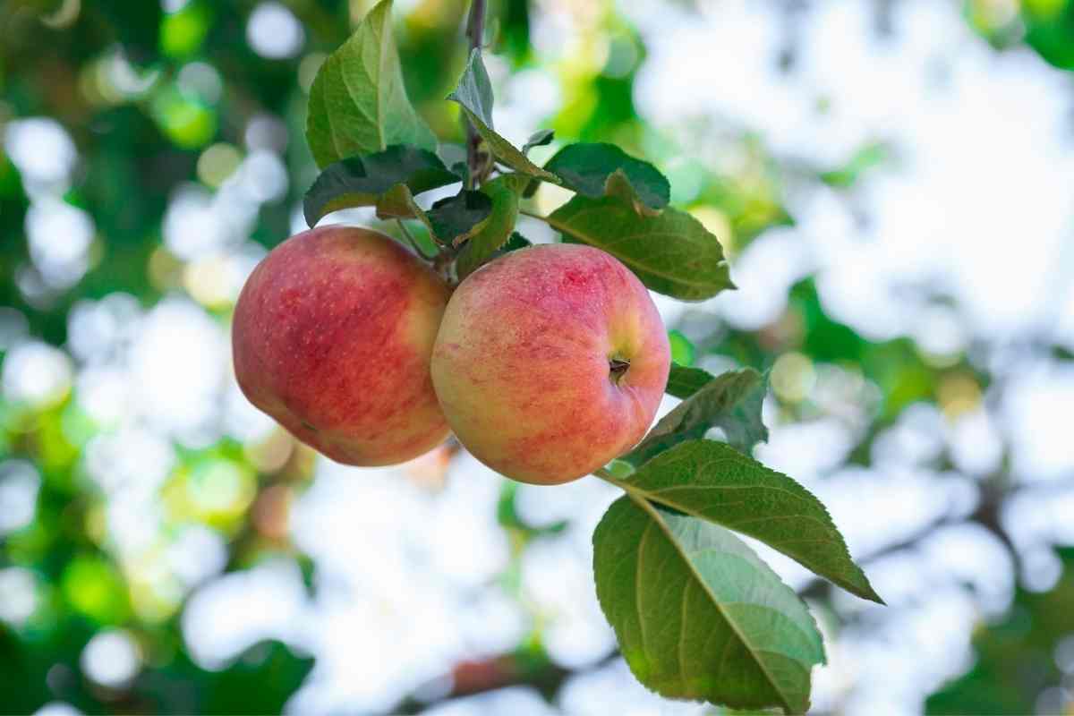 How to Grow Organic Apples without Worms? - Gardenia Organic