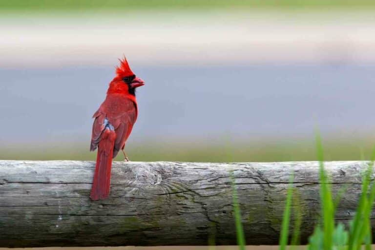 12 Backyard Birds of Ohio - Gardenia Organic