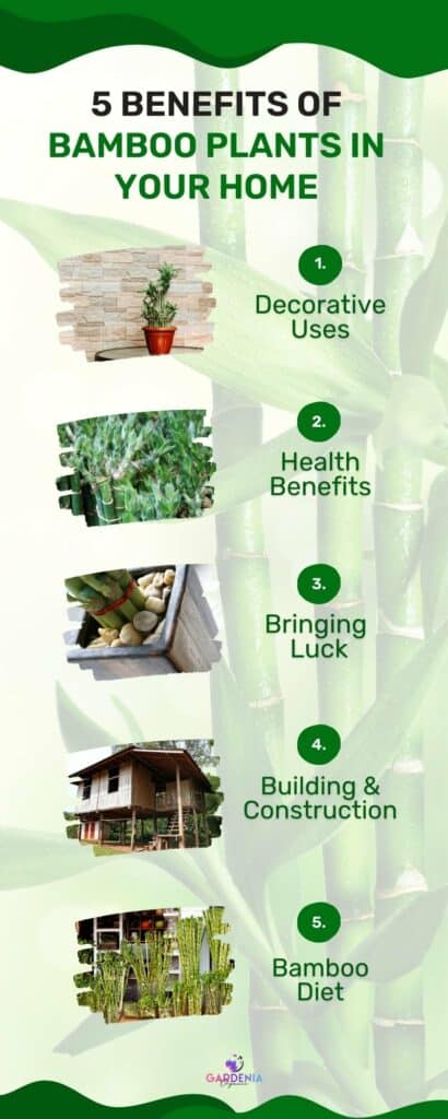 5 Benefits of Bamboo Plants in the Home Explained - Gardenia Organic