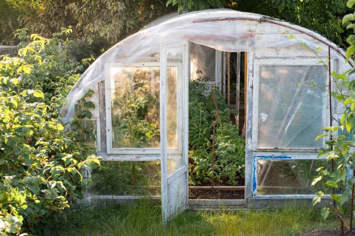 Can You Keep Bees In a Greenhouse? (All You Need to Know) - Gardenia ...