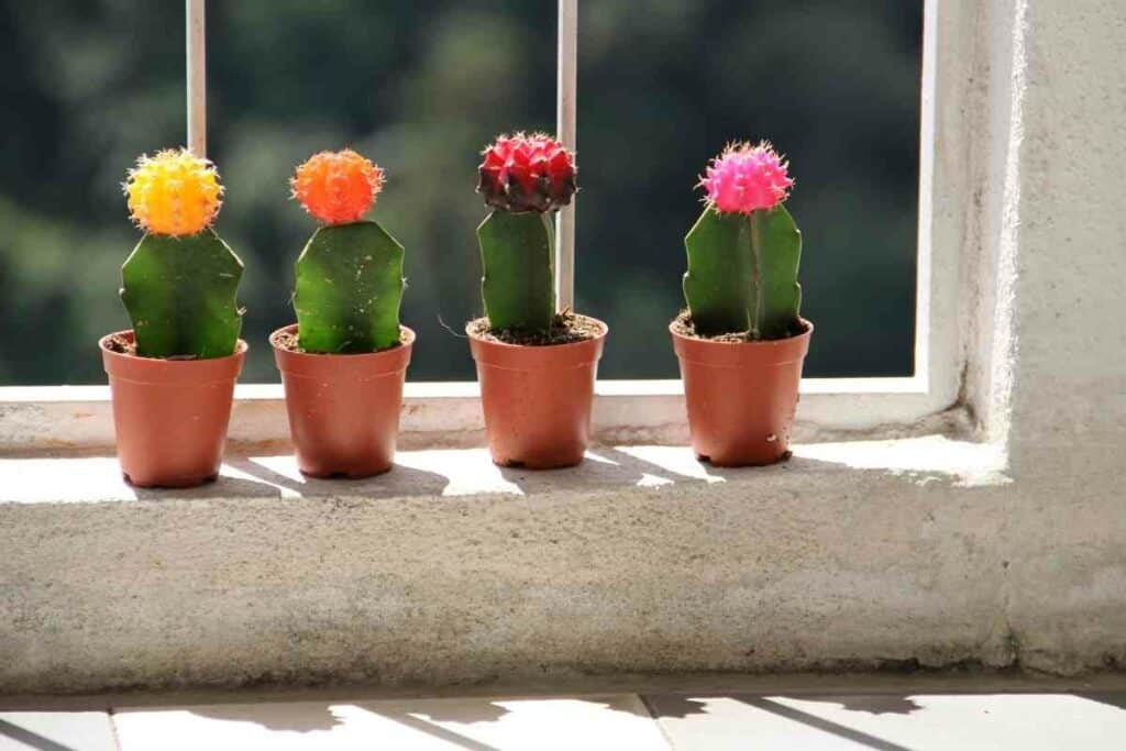 Can A Cactus Get Too Much Sun? - Gardenia Organic