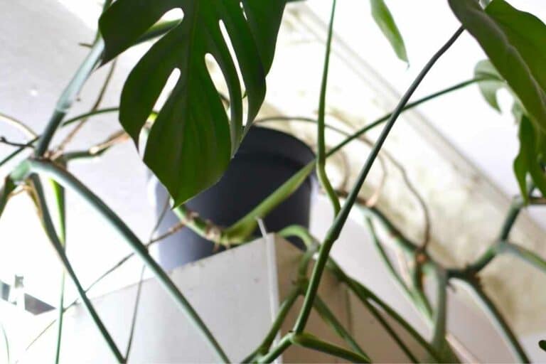 Cheese Plant Aerial Roots (All You Need to Know) - Gardenia Organic