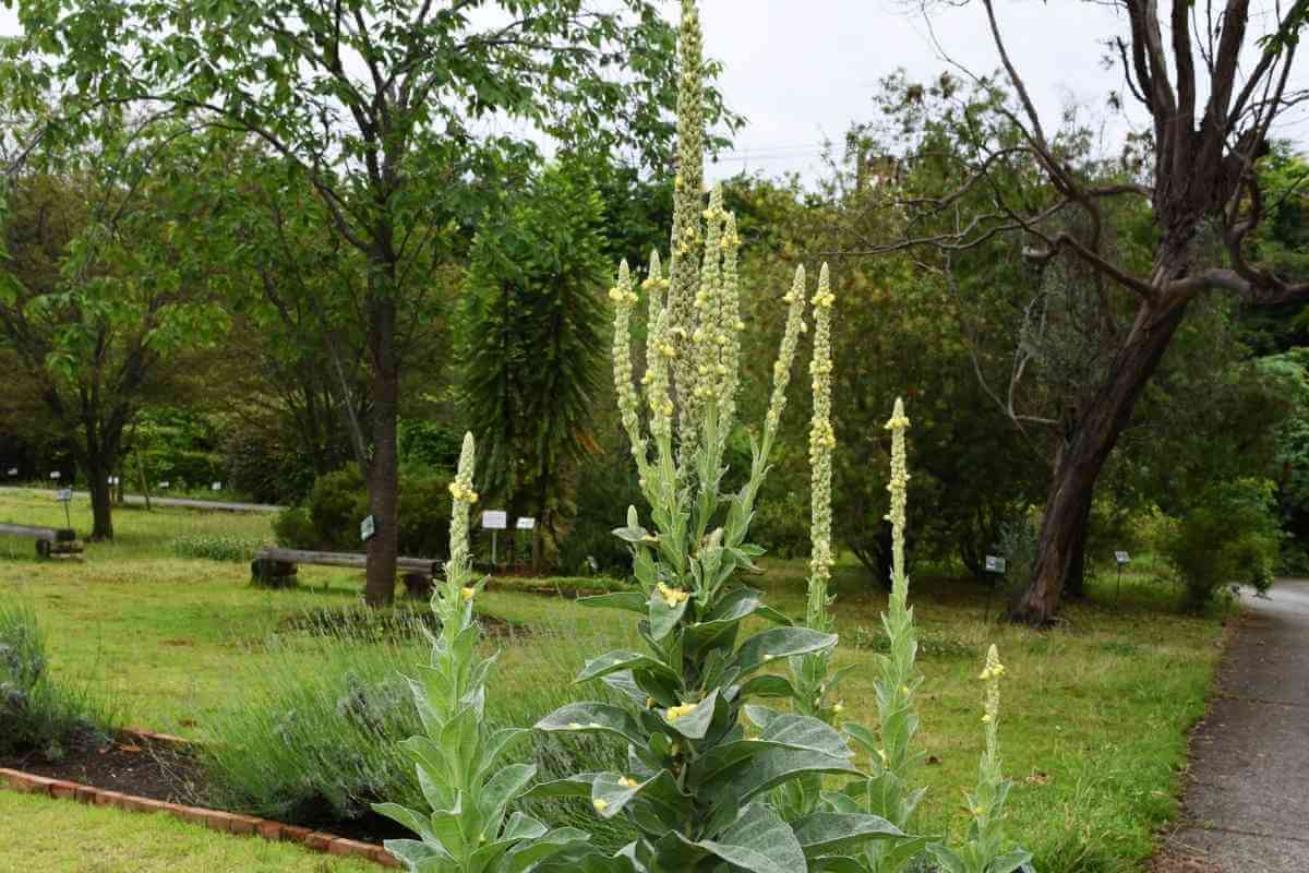 11 Tall Garden Weeds (With Images) - Gardenia Organic