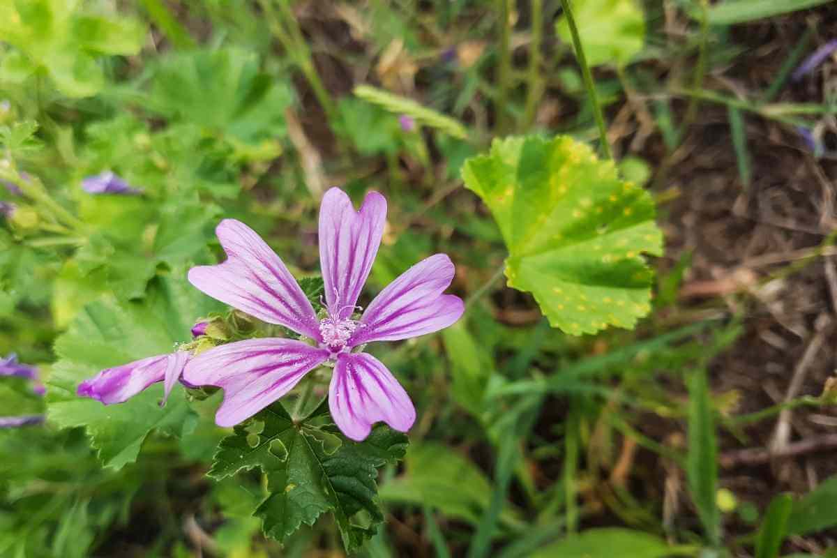 Common Creeping Weeds: How to Recognize & Prevention - Gardenia Organic
