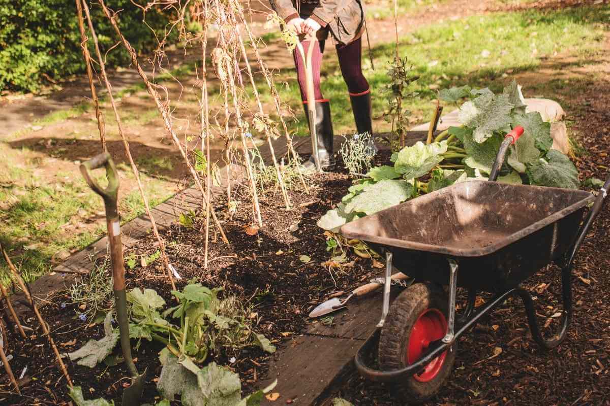 Common Creeping Weeds: How to Recognize & Prevention - Gardenia Organic