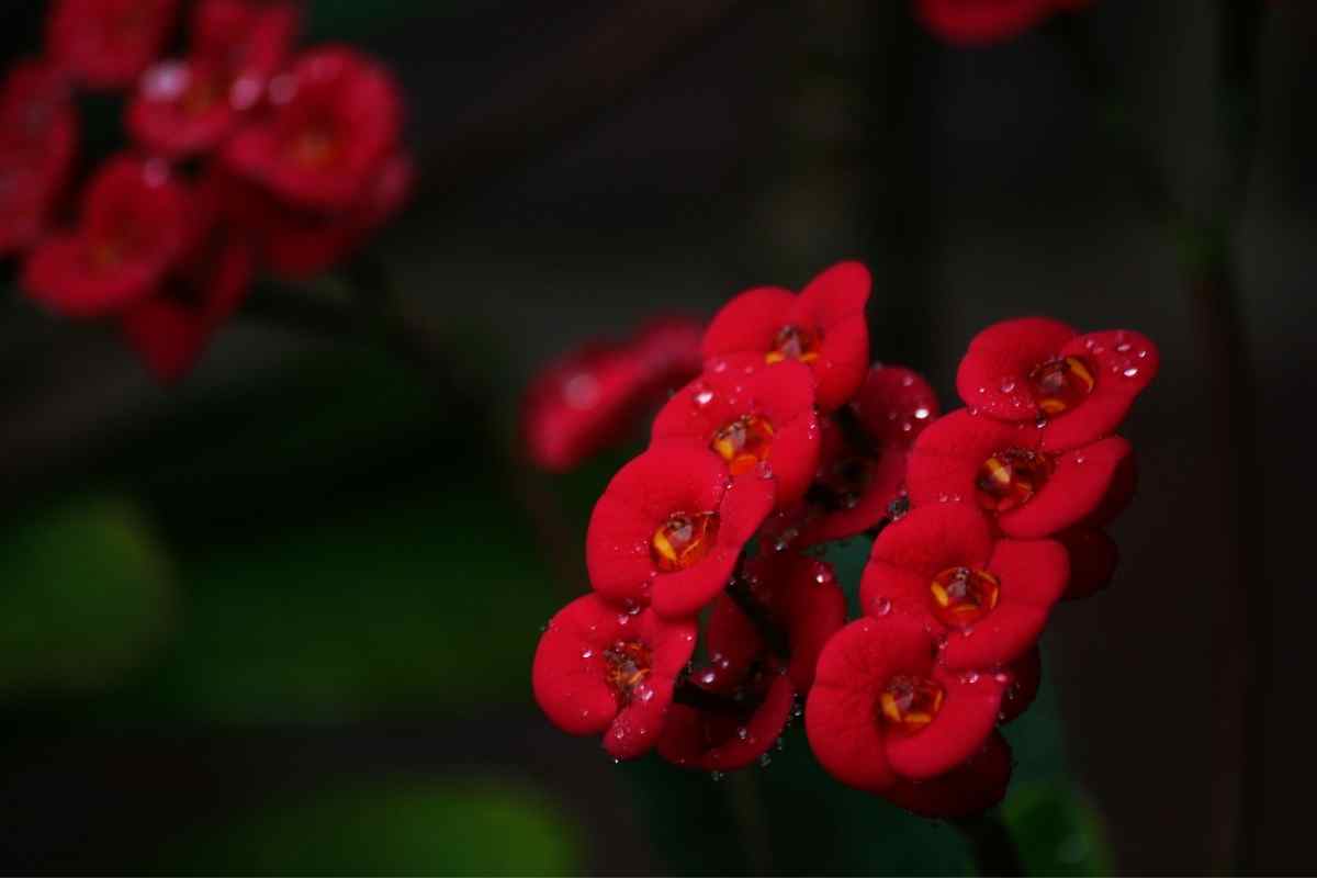 10 Succulents With Beautiful Red Flowers - Gardenia Organic