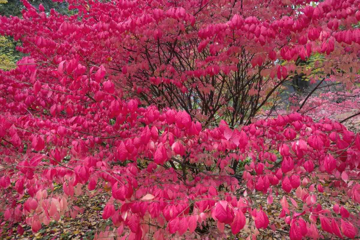 11 Red Evergreen Shrubs (Beautiful Images) - Gardenia Organic