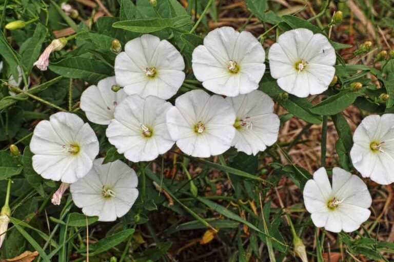 Common Creeping Weeds: How to Recognize & Prevention - Gardenia Organic