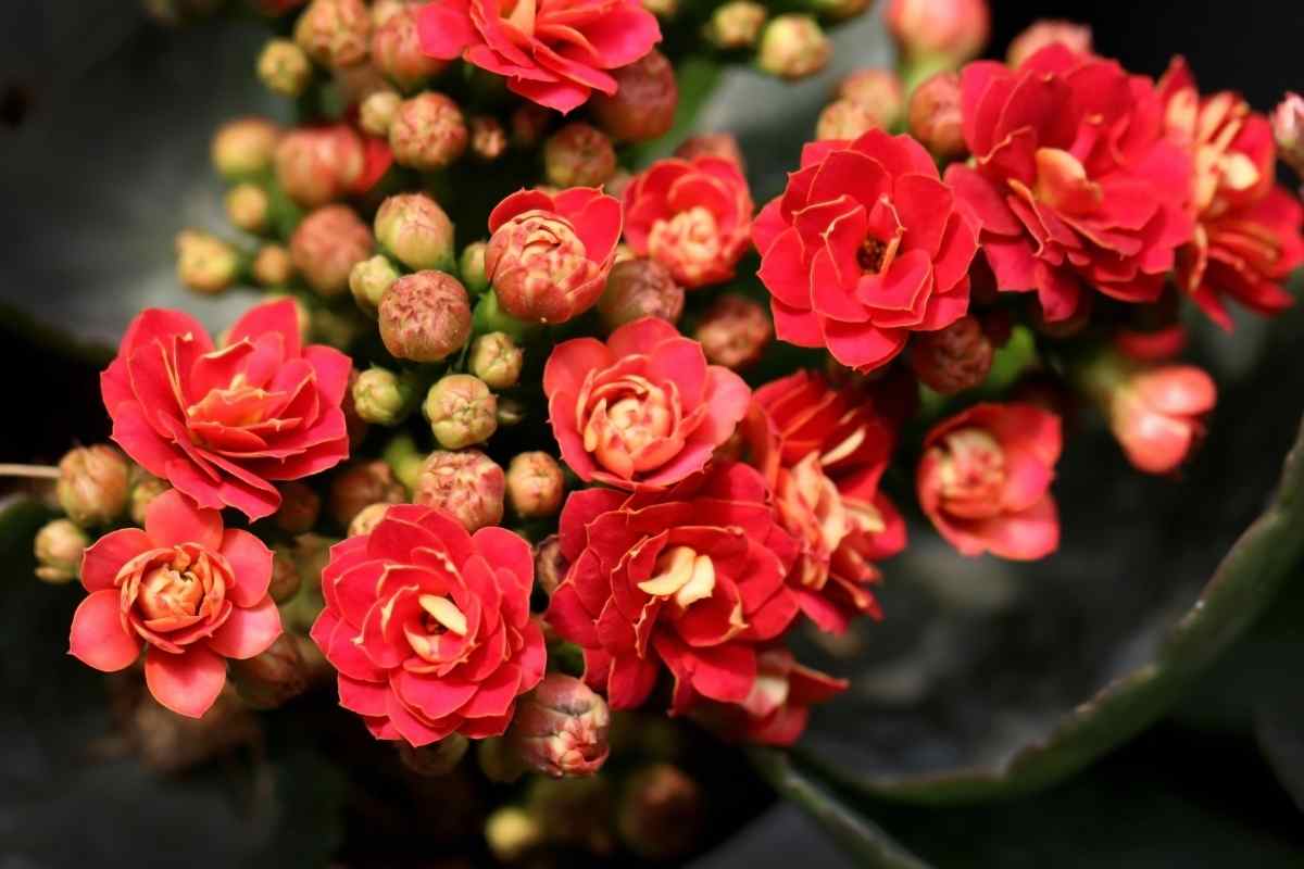 10 Succulents With Beautiful Red Flowers - Gardenia Organic