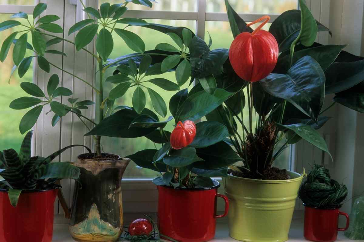 20 Indoor Plants With Red Flowers - Gardenia Organic