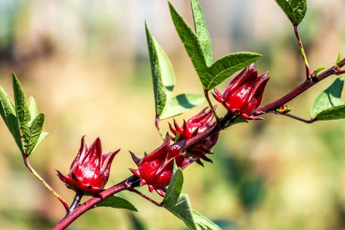 Growers Guide For Roselle Plant - Gardenia Organic