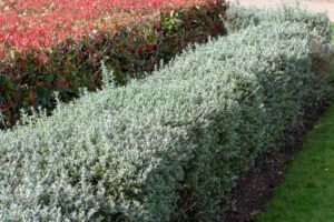11 Trees That Don’t Lose Leaves (Perfect for Privacy) - Gardenia Organic