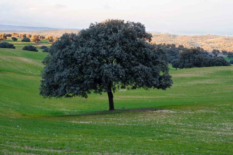 How Much Does A Tree Weigh? - Gardenia Organic