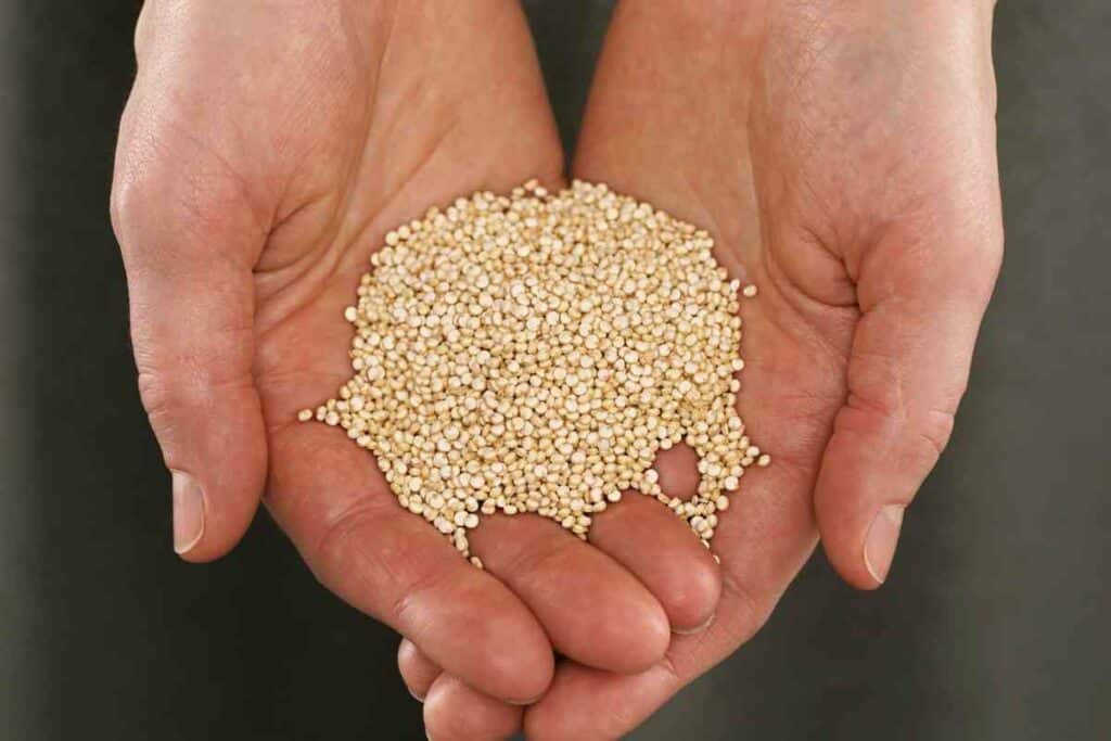 How To Grow Quinoa Microgreens (Complete Guide) - Gardenia Organic