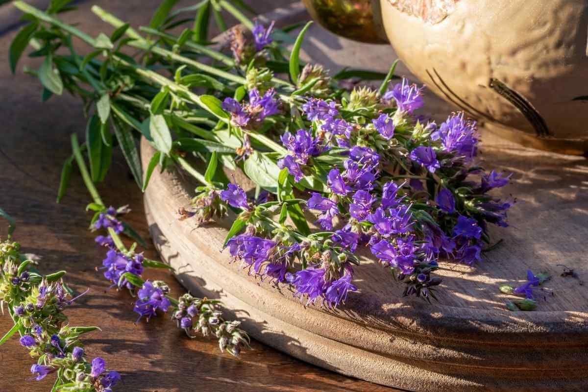 5 Herbs That Produce Blue Flowers - Gardenia Organic
