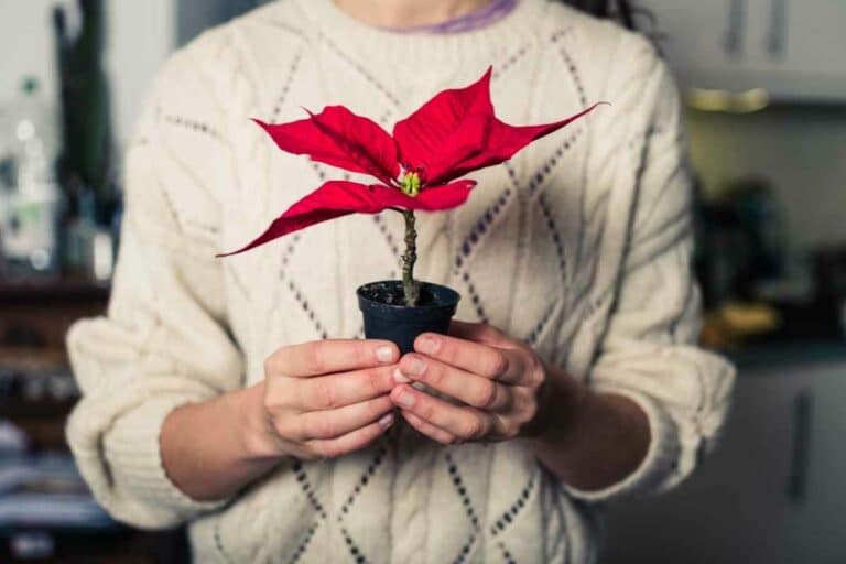 20 Indoor Plants With Red Flowers - Gardenia Organic
