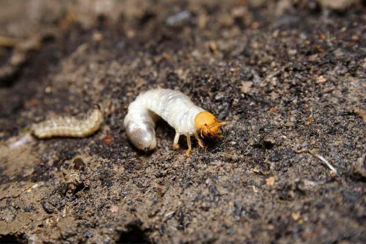 11 Lawn Grub Facts (#7 Shocked Me) - Gardenia Organic