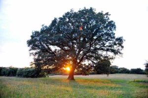 Oak Tree Growth Rate Guide (With Chart) - Gardenia Organic