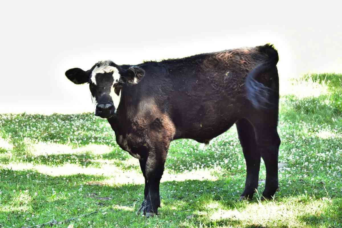 Guide to Miniature Cattle Breeds for Large Backyards - Gardenia Organic