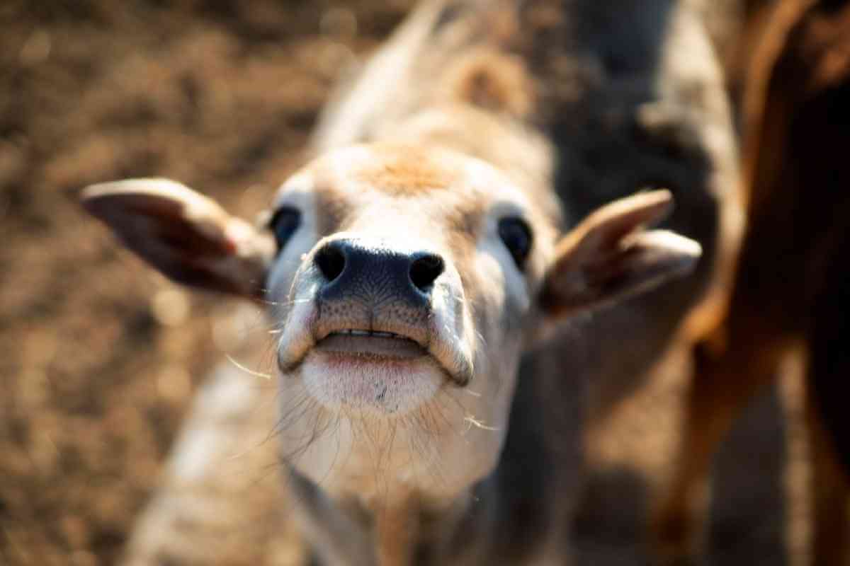 Guide to Miniature Cattle Breeds for Large Backyards - Gardenia Organic