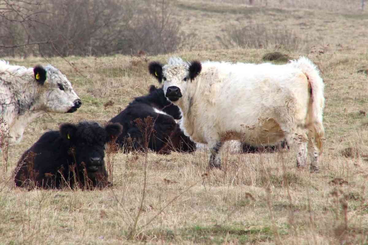 Guide to Miniature Cattle Breeds for Large Backyards - Gardenia Organic