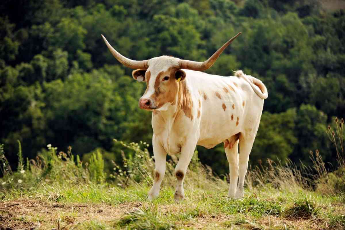 Guide to Miniature Cattle Breeds for Large Backyards - Gardenia Organic