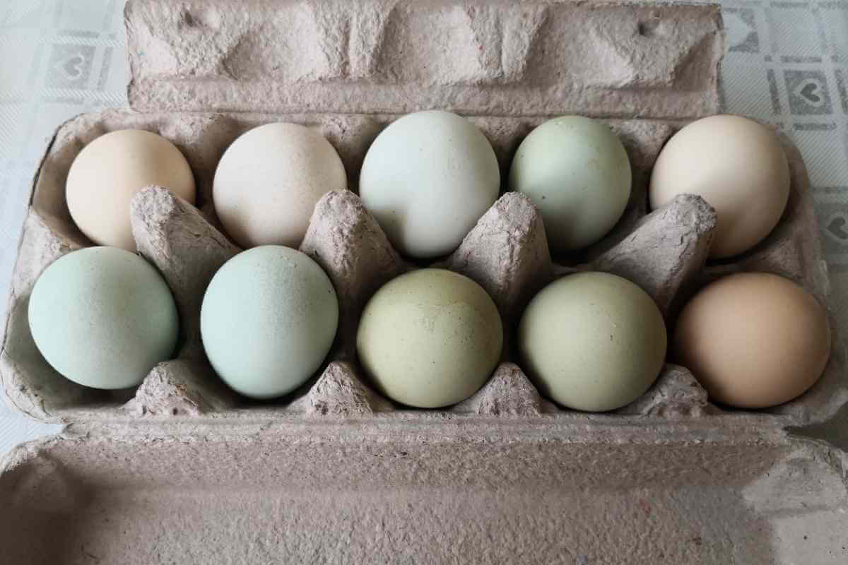 Which Chickens Lay Colored Eggs? - Gardenia Organic