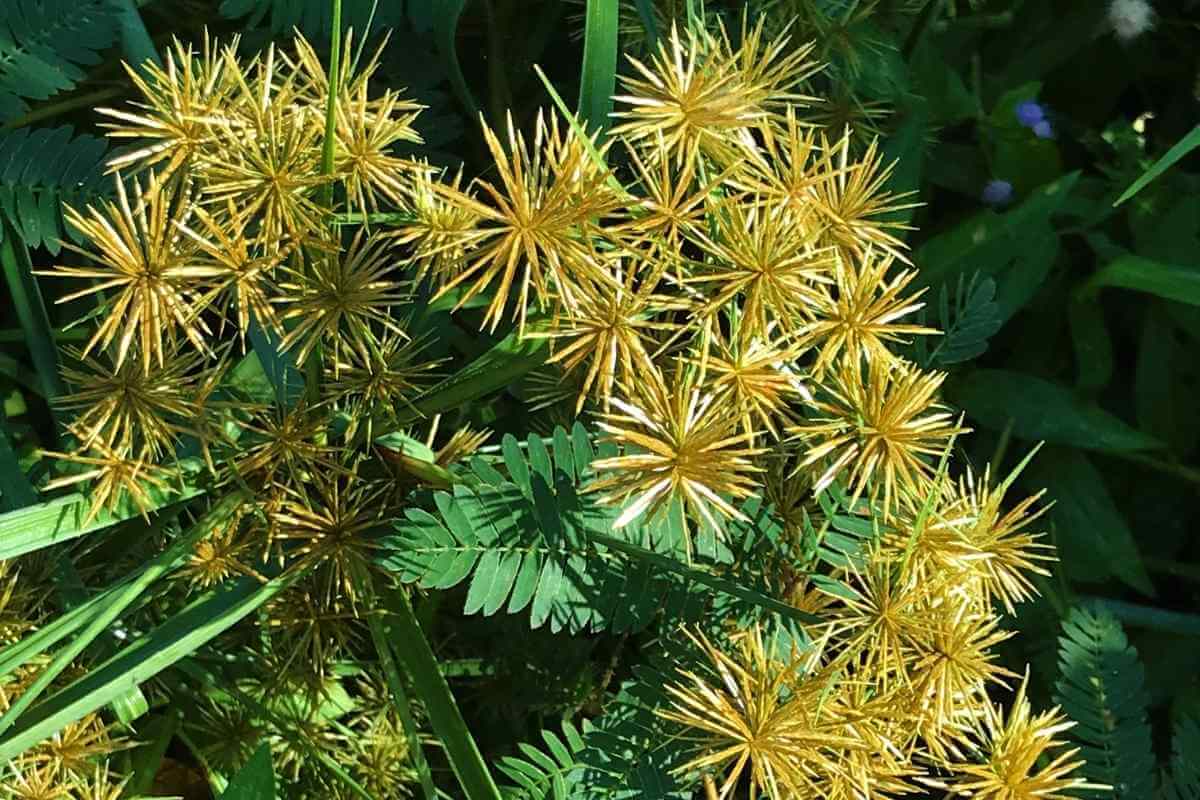 Common Creeping Weeds: How to Recognize & Prevention - Gardenia Organic