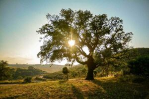 Oak Tree Growth Rate Guide (With Chart) - Gardenia Organic