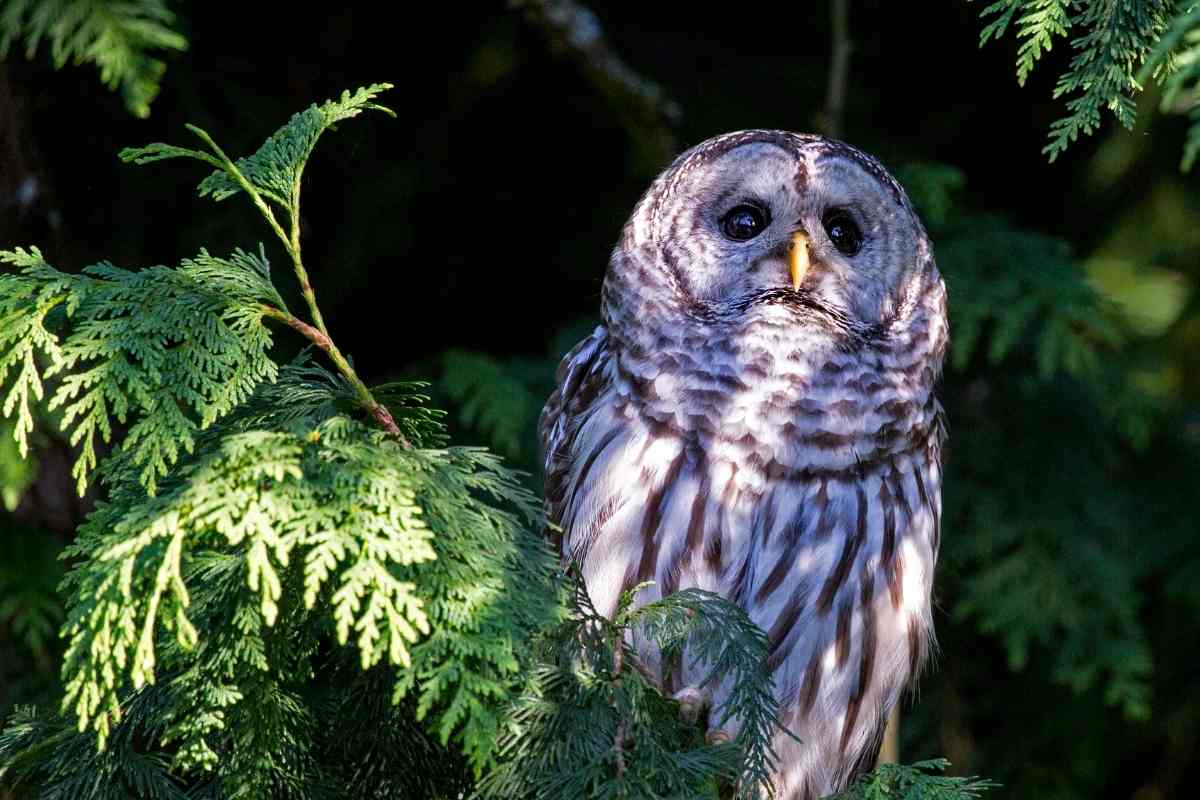 21 Incredible Owl Facts (#17 Is Amazing) - Gardenia Organic