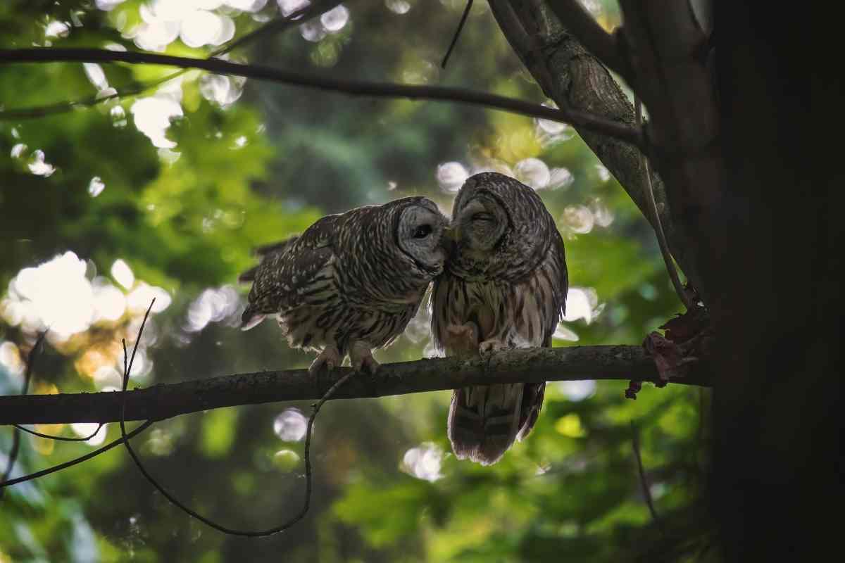 21 Incredible Owl Facts (#17 Is Amazing) - Gardenia Organic