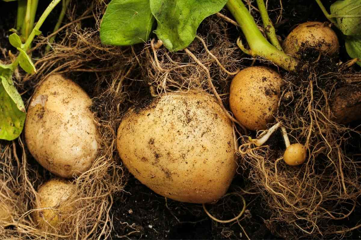 What Is a Potato Tower? (Explanation and Images) - Gardenia Organic