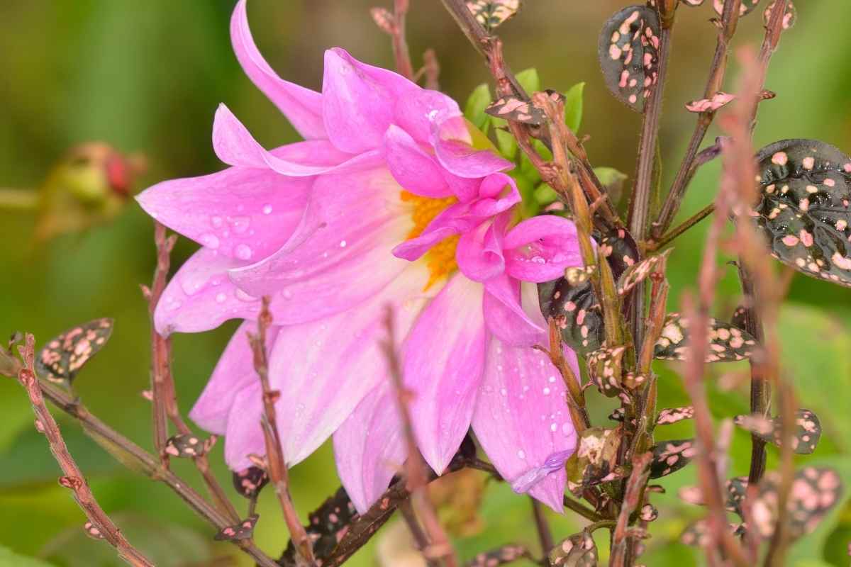 The Polka Dot Plant – A Complete Guide - Gardenia Organic