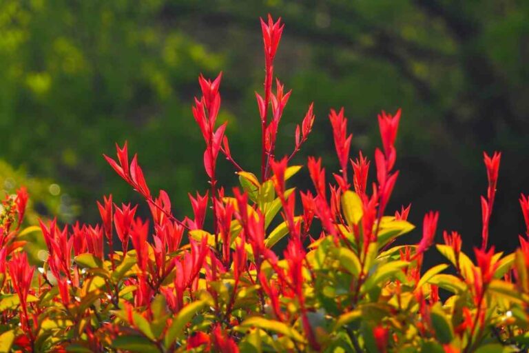 11 Red Evergreen Shrubs (Beautiful Images) - Gardenia Organic