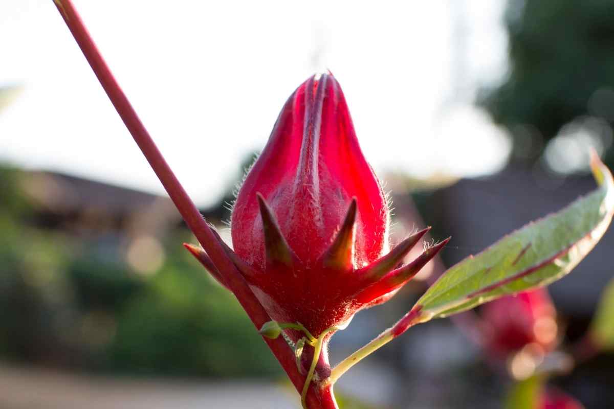 How to Grow Roselle from Cutting - Gardenia Organic