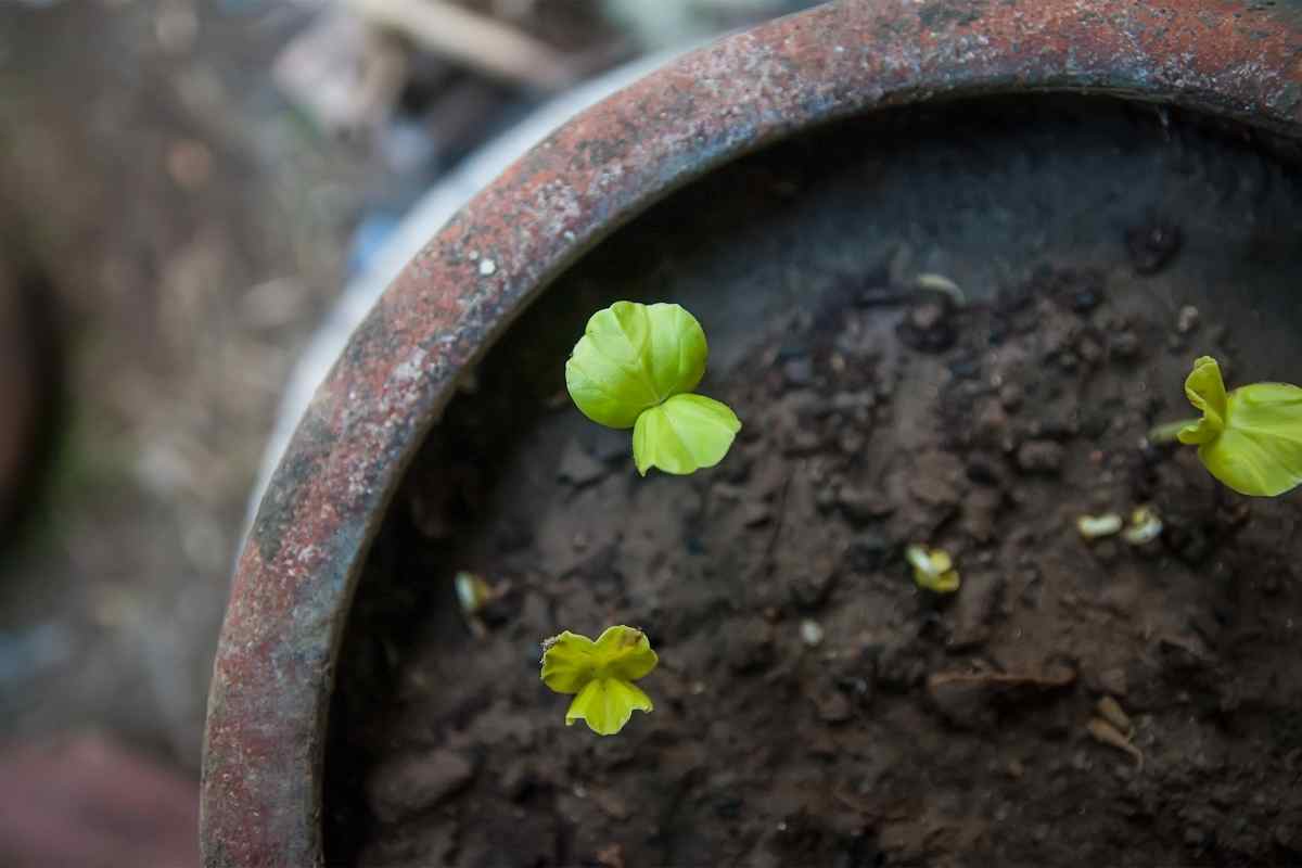 How to Grow Roselle from Cutting - Gardenia Organic