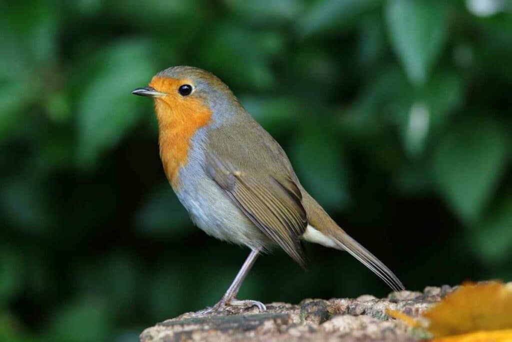 What Do Robins Symbolize? Guide To Robin Spiritual Meanings - Gardenia ...