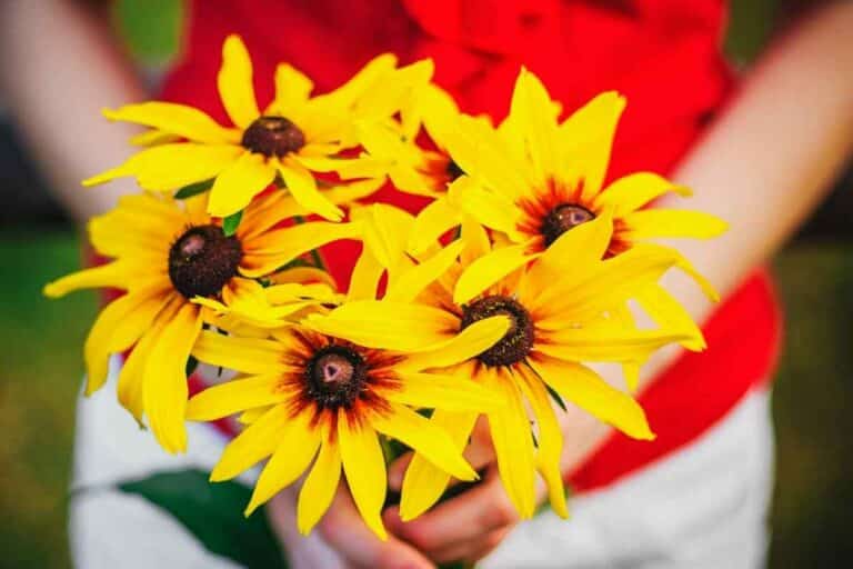 20 Types Yellow Spring Flowers (Beautiful Images) - Gardenia Organic