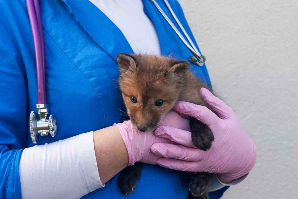 What Do Baby Foxes Eat (Should You Leave Food For Them)? - Gardenia Organic