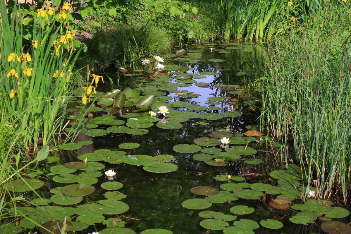 Pond Turn Over (All You Need To Know) - Gardenia Organic