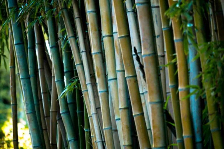 The Eight Types of Japanese Bamboo You Should Know About - Gardenia Organic