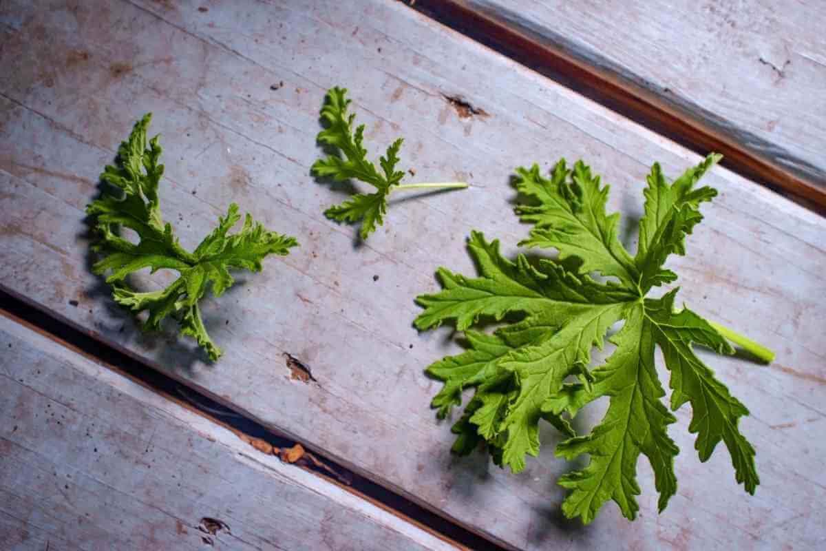 How to Grow and Use Citronella Plants - Complete Guide - Gardenia Organic